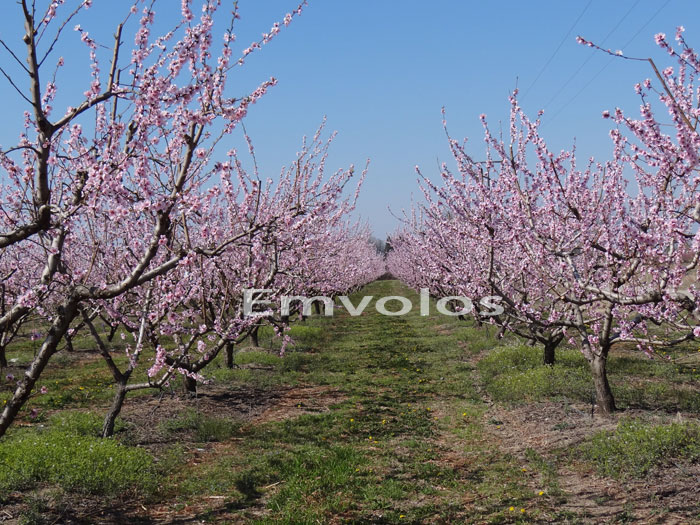 Τα ροδάκινα και τα οφέλη τους στον οργανισμό μας - Απολαύστε τα! | Έμβολος