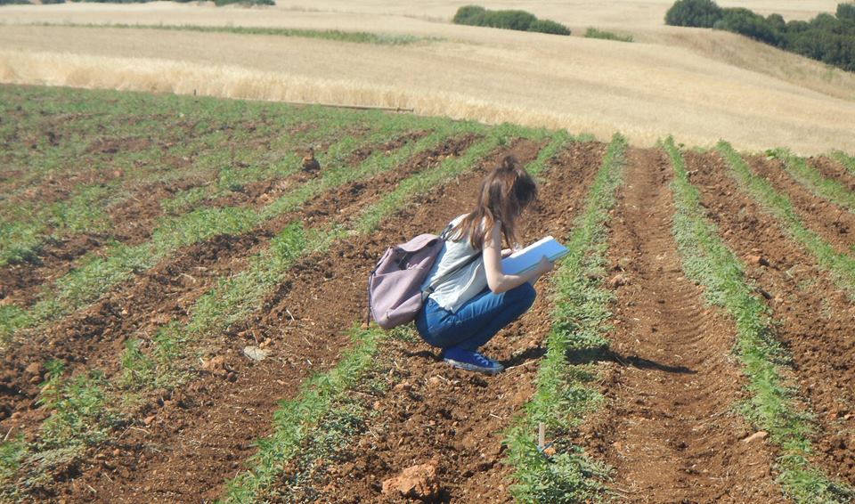 Οι πρώτοι σπόροι της βιομηχανικής κάνναβης έπεσαν, έπειτα από σαράντα ...