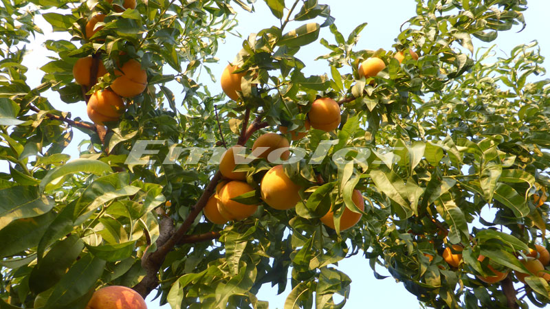 Τα ροδάκινα και τα οφέλη τους στον οργανισμό μας - Απολαύστε τα! | Έμβολος