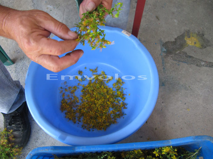 Σπαθόχορτο ή βαλσαμόχορτο, το θαυματουργό και το ευλογημένο!!! | Έμβολος