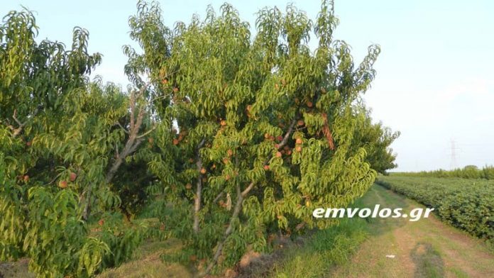 Εφαρμογή φιλοπεριβαλλοντικής αντιμετώπισης προσβολών σε ροδακινιές και ...