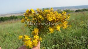 Σπαθόχορτο ή βαλσαμόχορτο, το θαυματουργό και το ευλογημένο!!! | Έμβολος