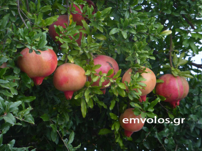 Το ρόδι δεν είναι απλά ένα φρούτο, θα μπορούσε να χαρακτηριστεί και ως ...