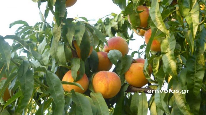 Π.Ε Ημαθίας: Πίνακας με εγκεκριμένα φυτοπροστατευτικά σκευάσματα για το ...