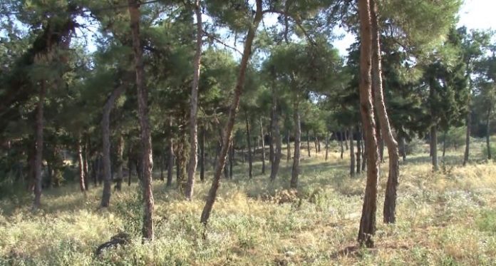 Θεσσαλονίκη : Πρόστιμο σε καπνιστή που πέταξε αναμμένο τσιγάρο στο ...