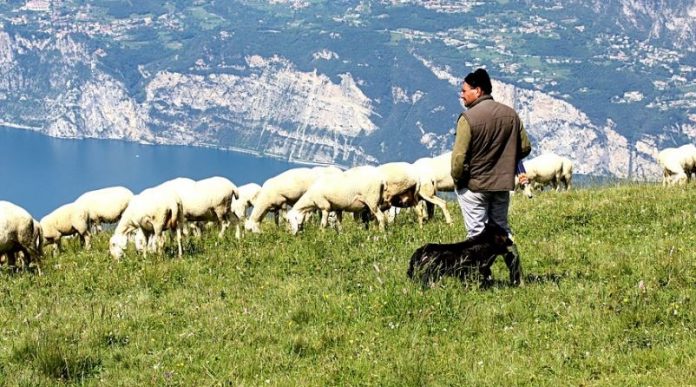 Στους μετανάστες στηρίζεται η μετακινούμενη κτηνοτροφία στη Θεσσαλία ...