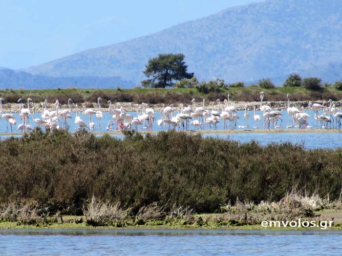 Συνταγή: Γαριδομακαρονάδα - Θαλλασινή γεύση Μεσολογγίου | Έμβολος