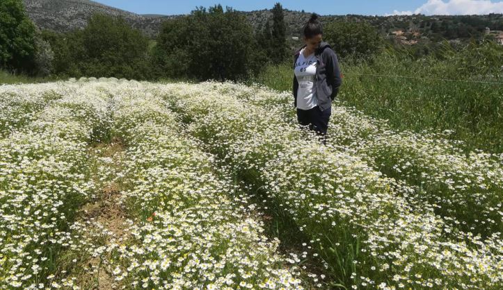 Μια 28χρονη «συστήνει» τα χιώτικα αρωματικά φυτά και βότανα στον κόσμο ...