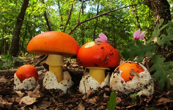 Η φετινή πρωτοφανής καρποφορία αυτοφυών μανιταριών προκάλεσε ...