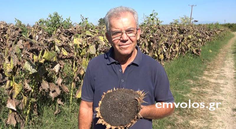 Μελίκη Ημαθίας : Συγκομιδή Ηλίανθου. Μία καλλιέργεια χαμηλού ρίσκου και ...