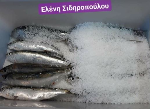 Σαρδέλες παστές - Υπέροχος αλμυρός μεζές για κάθε εποχή! | Έμβολος