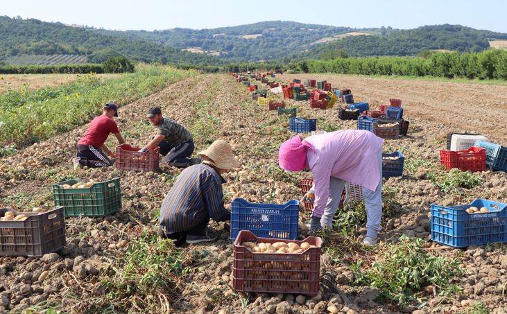 Μελίκη: Συγκομιδή πατάτας από τον Γιάννη Σαρόγλου, στη Μελίκη - (βίντεο ...