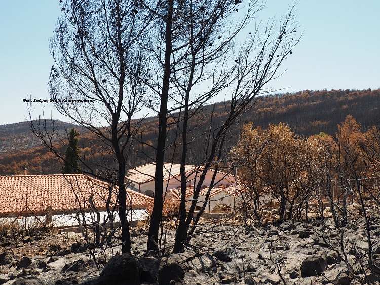 Σπύρος Θεοδ. Κουτσοχρήστος: Δεν υπήρχε κανένα ρητινοφόρο δέντρο ( πεύκο ...