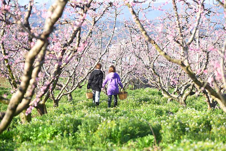 Τουριστικός Όμιλος Βέροιας: Πρόγραμμα εκδηλώσεων Ανθισμένες Ροδακινιές ...